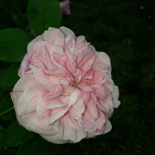 Le rose galliche | Roma | Vivaio Taroni