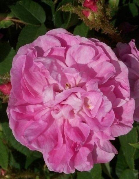 Le rose muschiate - Roma - Vivaio Taroni