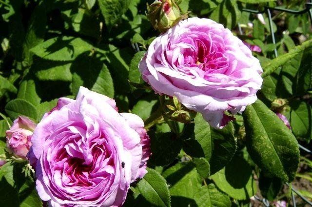 Le rose galliche - Roma - Vivaio Taroni