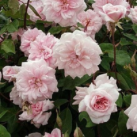 Le rose polyantha - Roma - Vivaio Taroni