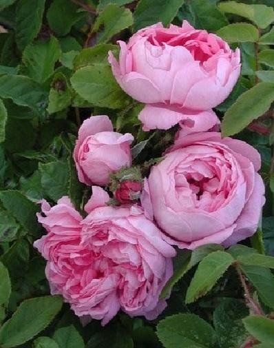 Le rose muschiate - Roma - Vivaio Taroni