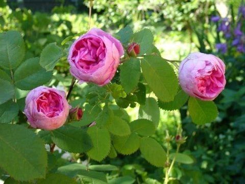 Le rose centifolia - Roma - Vivaio Taroni