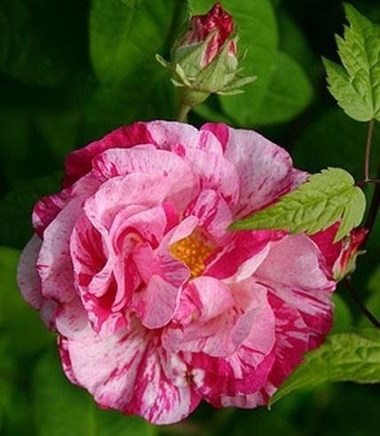 Le rose galliche - Roma - Vivaio Taroni