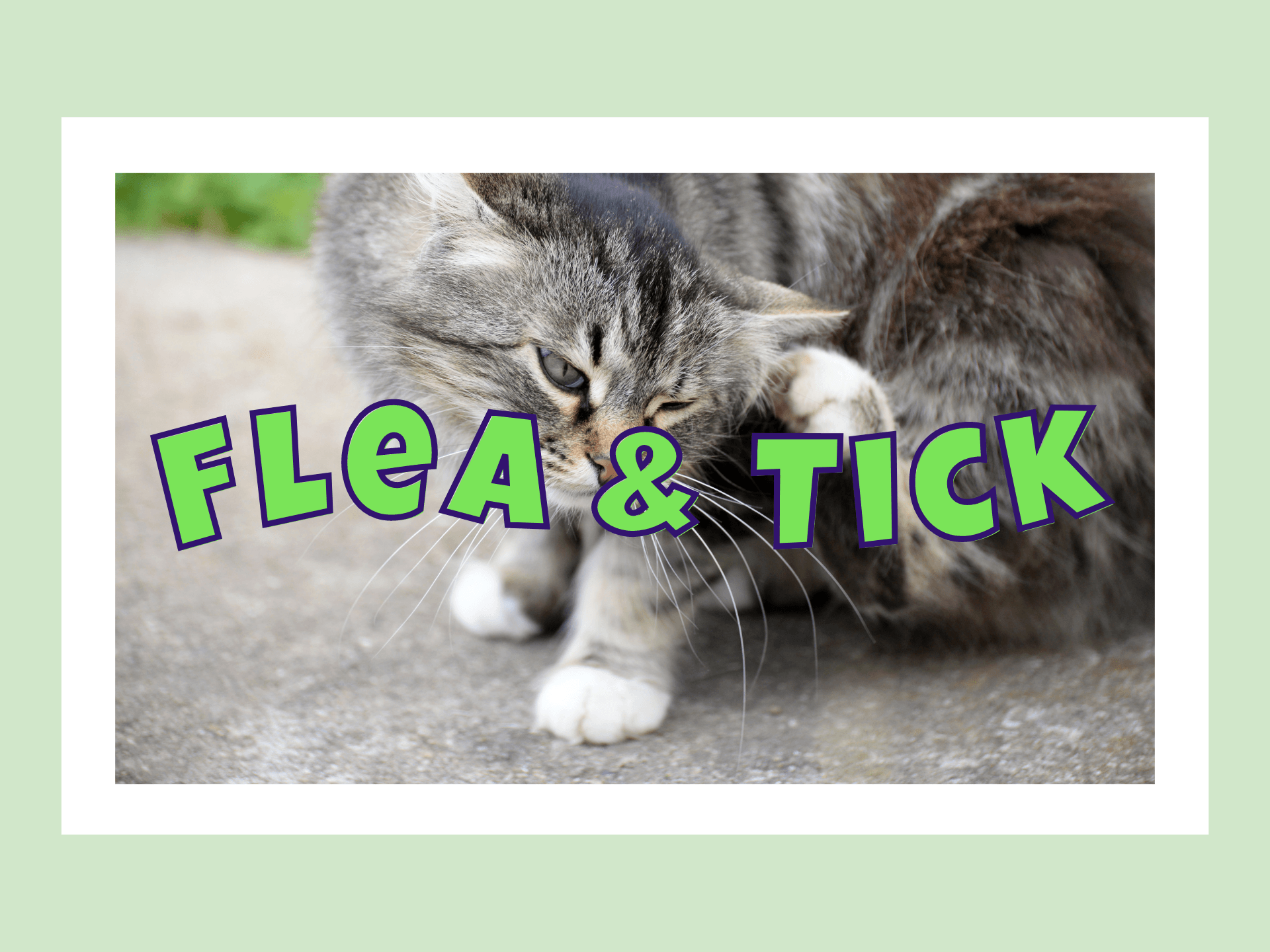 Cat Products | Pet Wize