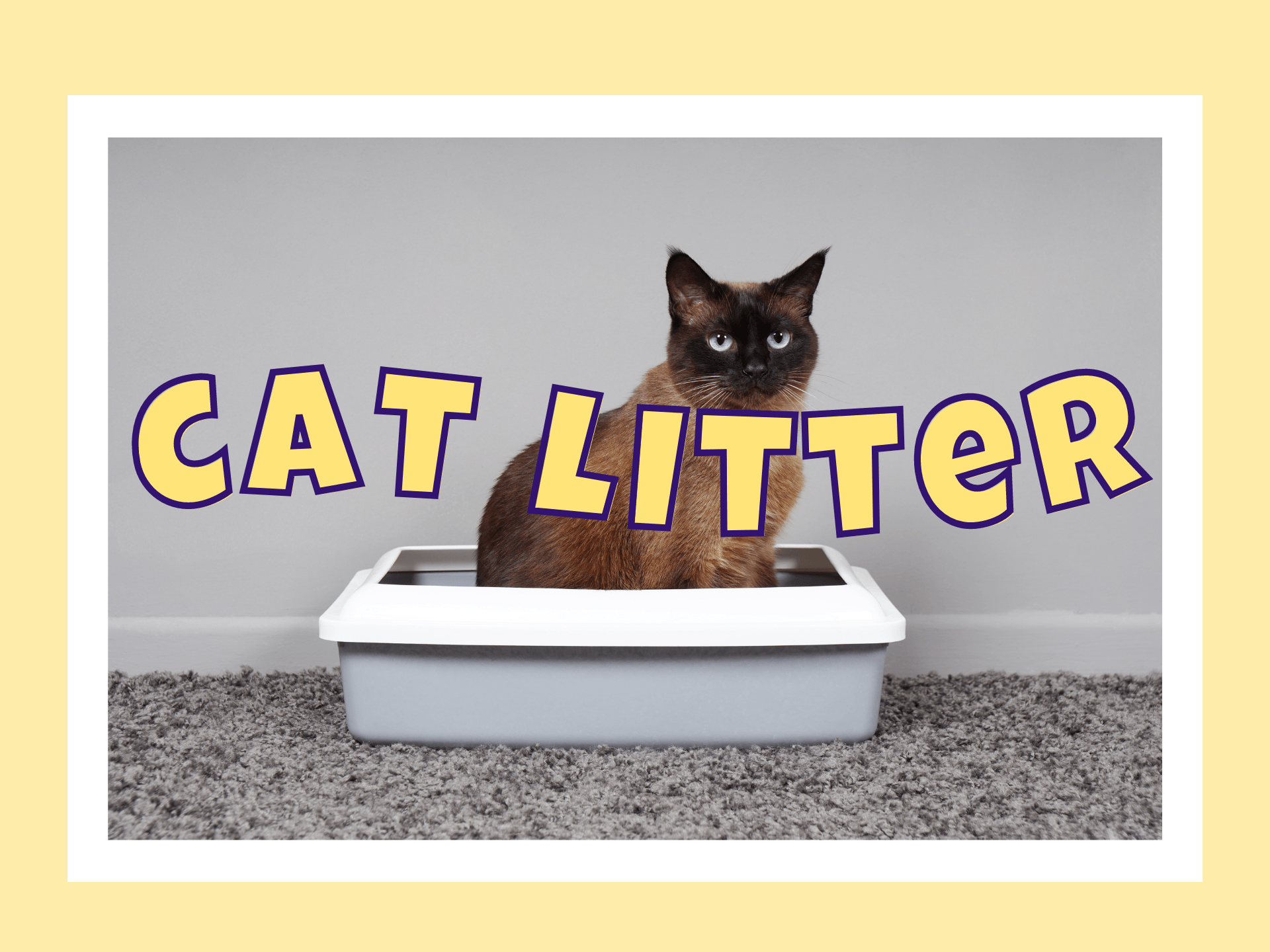 Cat Products | Pet Wize