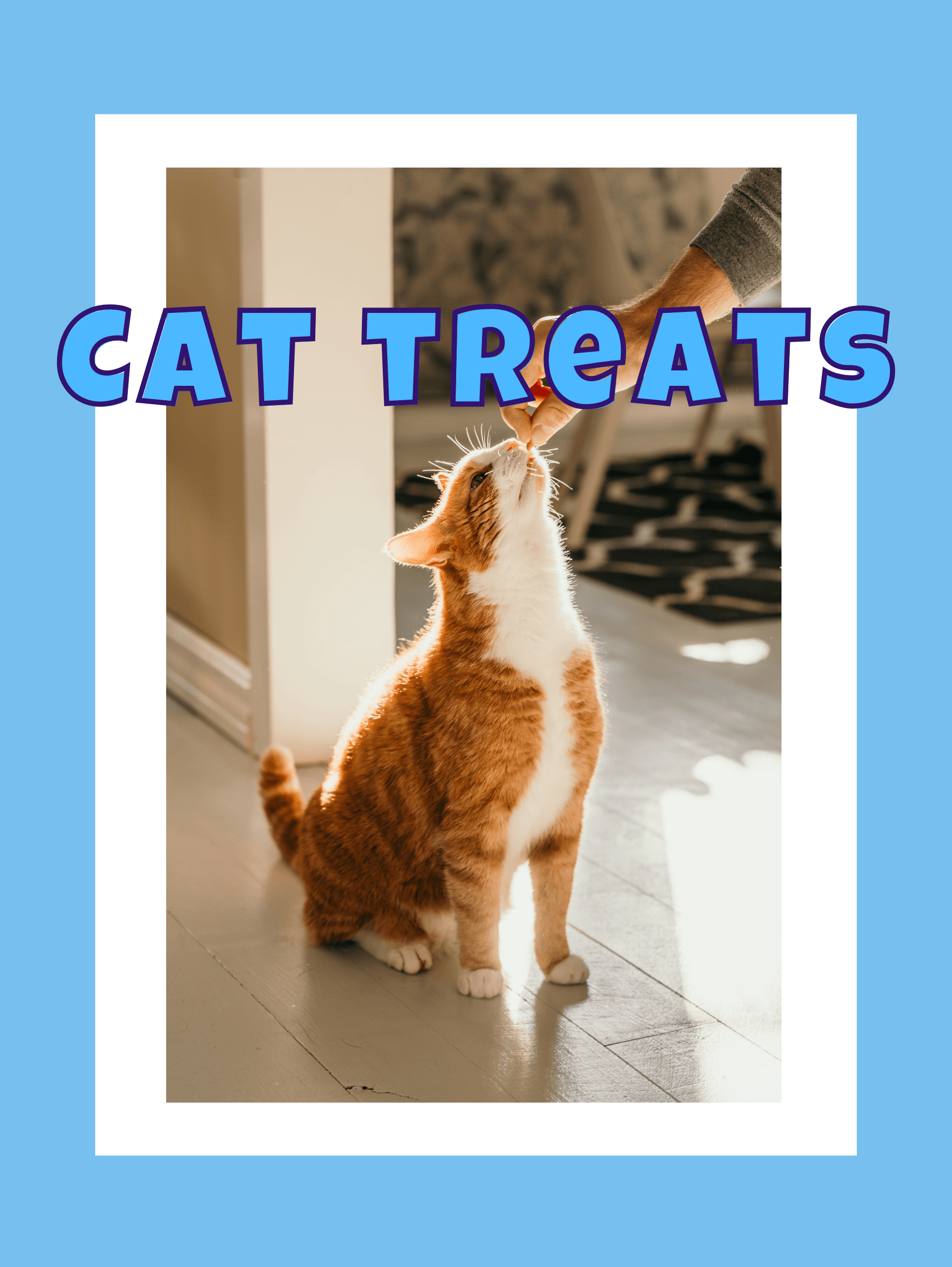 Cat Products | Pet Wize