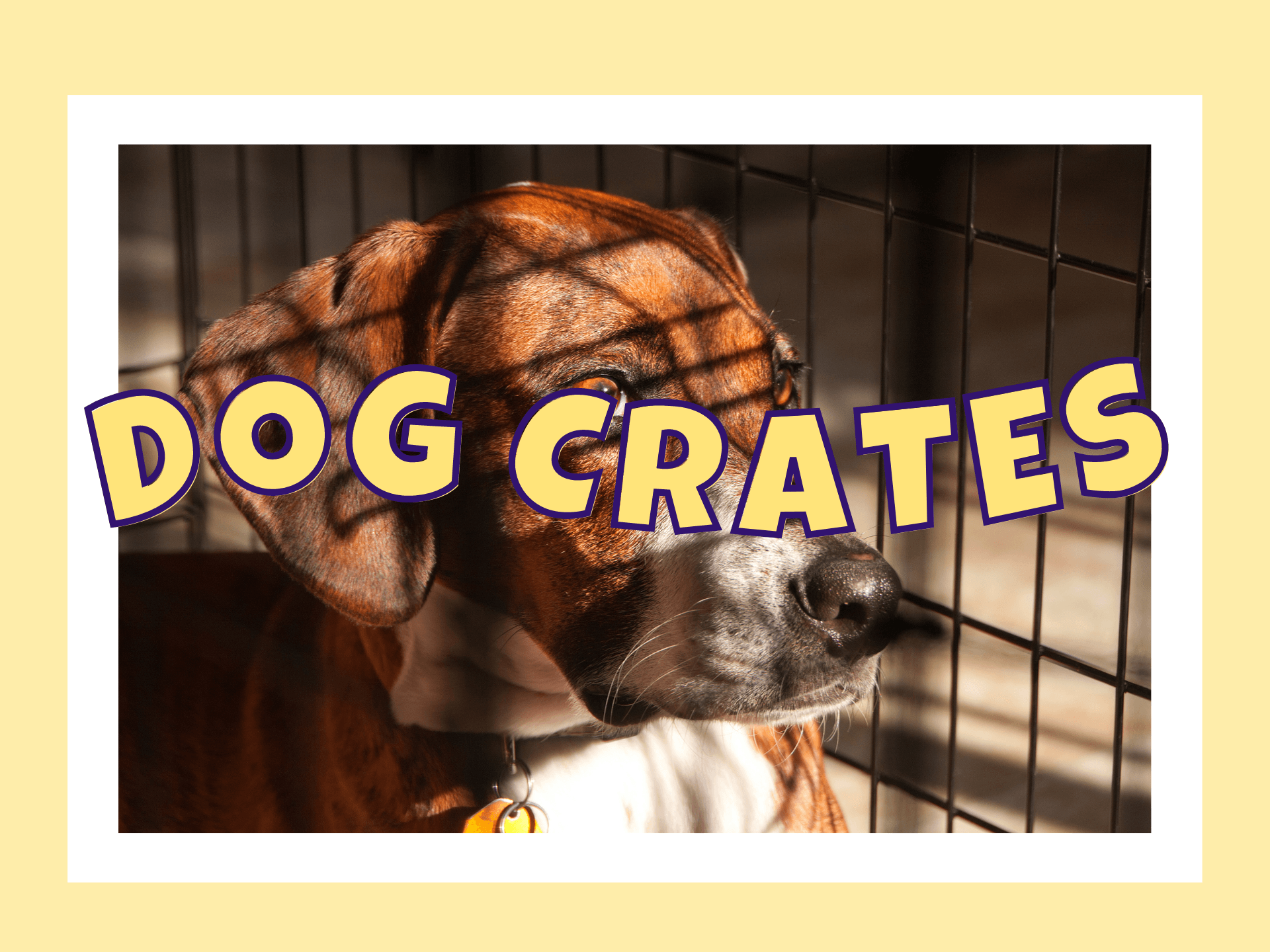 Dog Products | Pet Wize