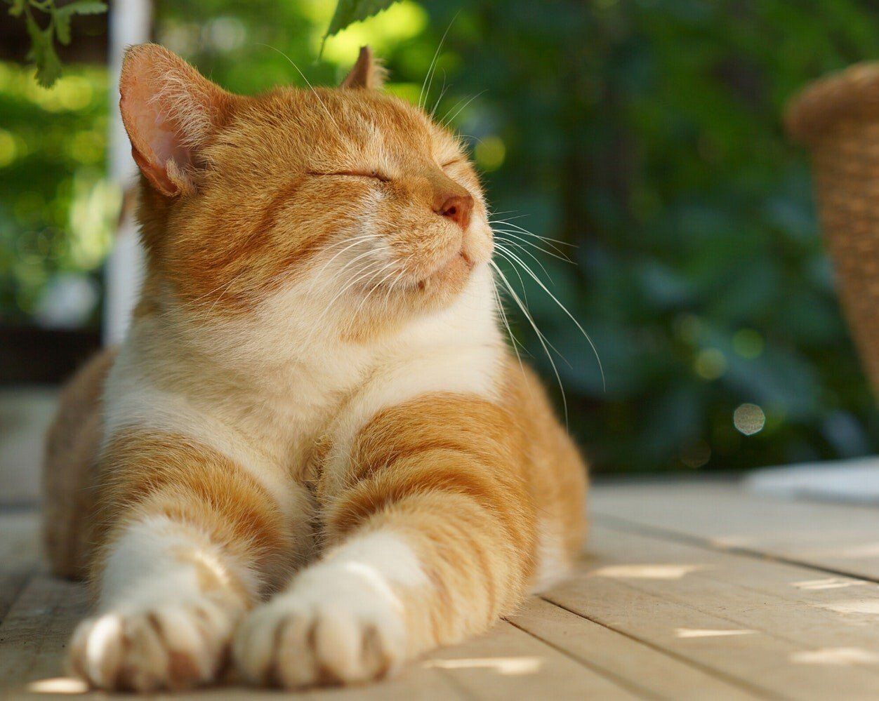 An Introduction to Mindfulness & Meditation