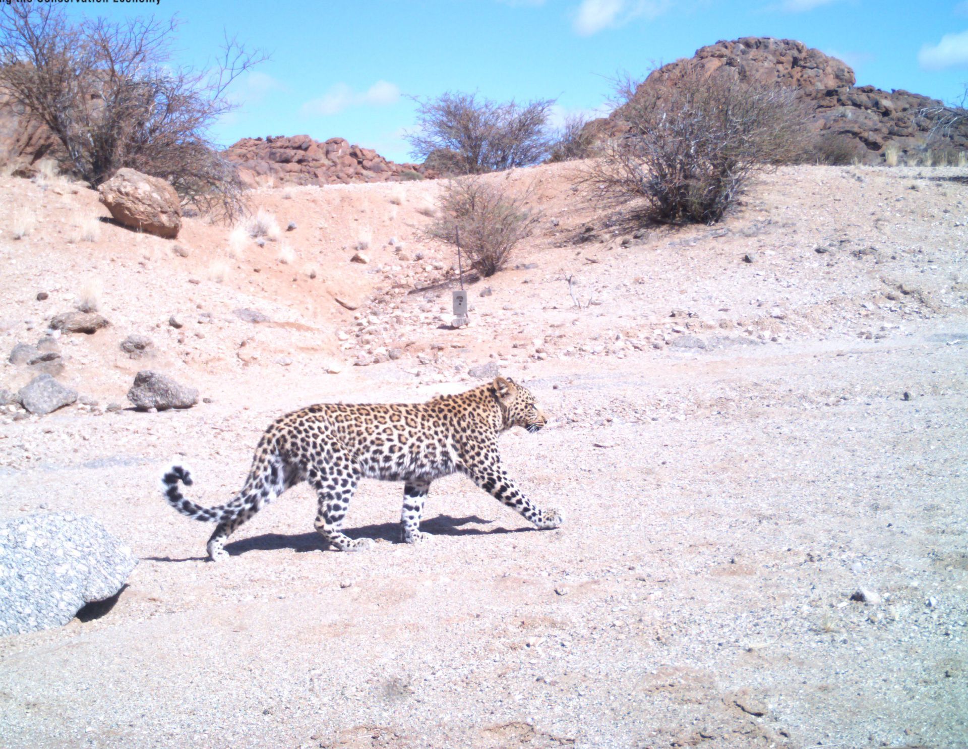 Wildlife Conservation | Landmark Rewilding Trust | SA