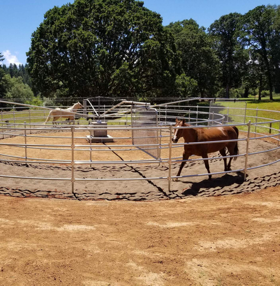 Home [www.freestylehorseexerciser.com]