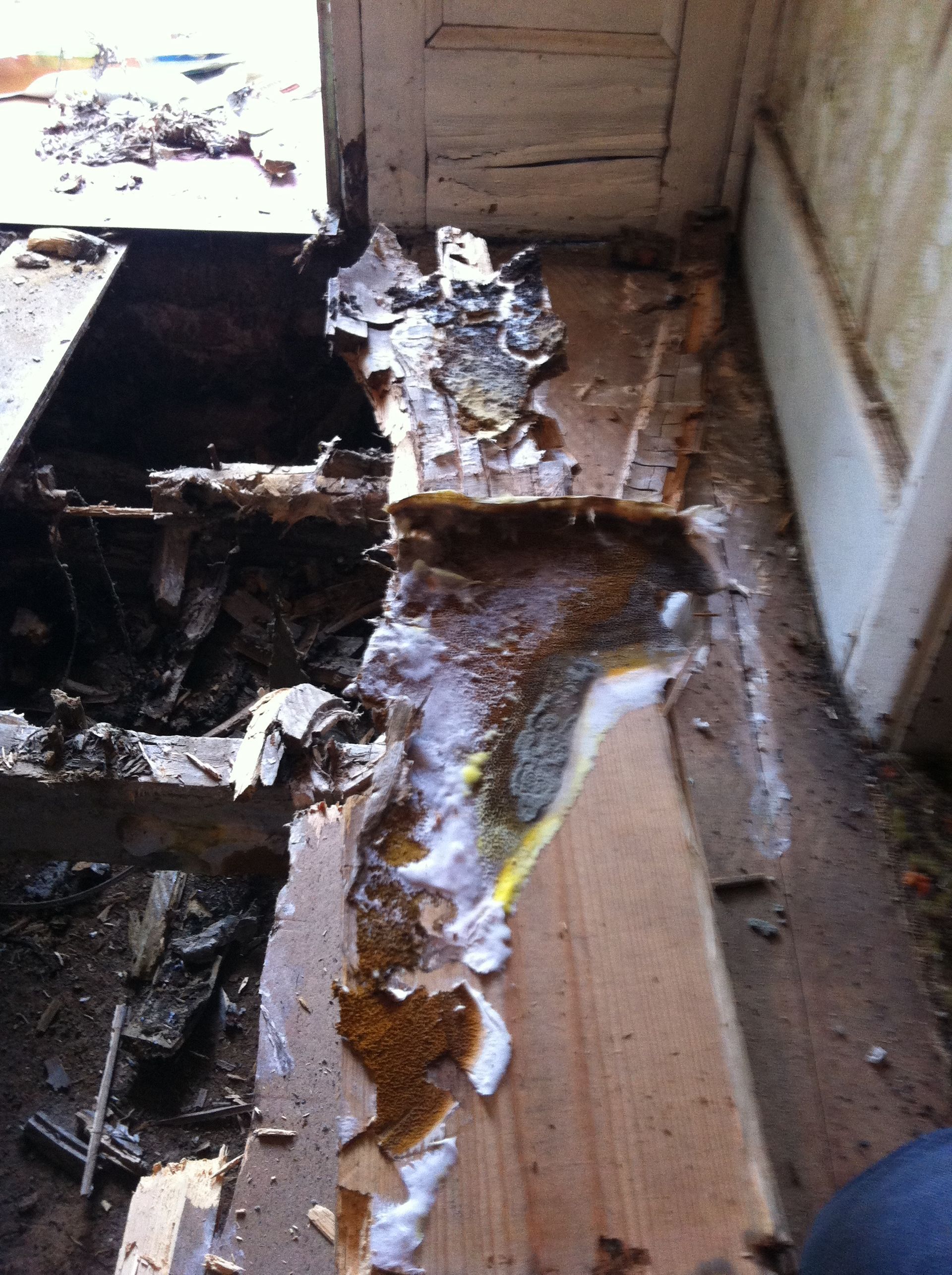 How to Spot Early Signs of Dry Rot