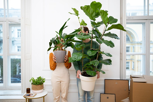 How to Move Large Potted Plants: A Step-by-Step Guide