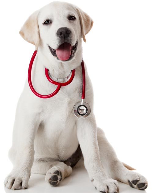 Animal Health Center | Enterprise, AL | Home