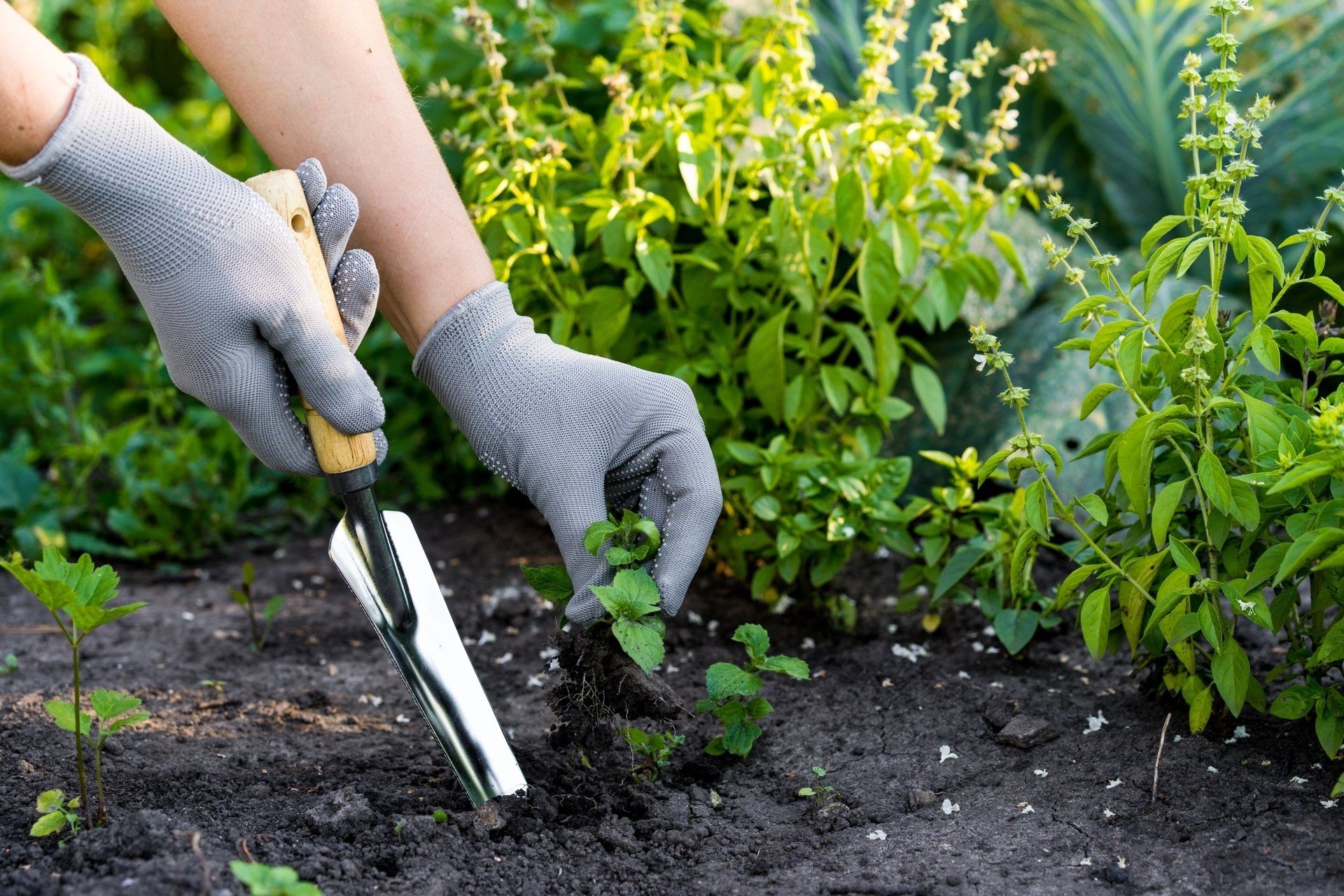 Affordable Weeding Perth | Weeding Services | Two Gloves