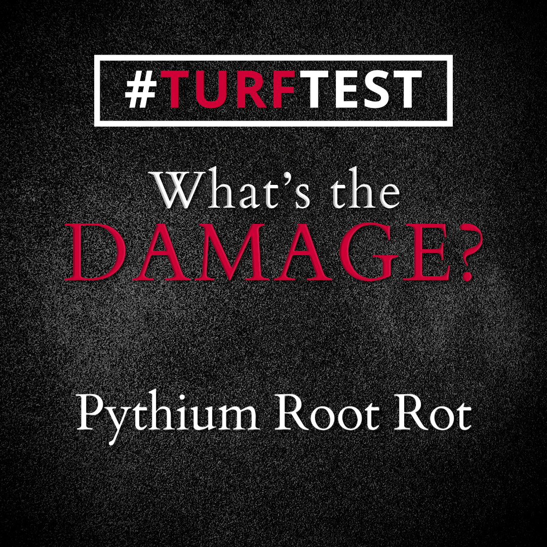What's the Damage: Pythium Root Rot