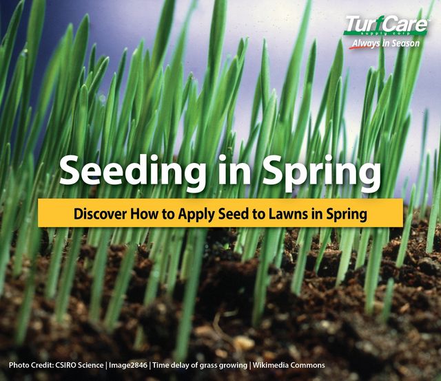 Planting spring grass seed store