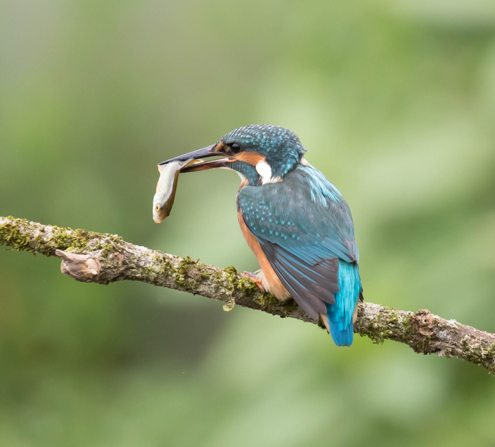 Brine Pit Wildlife Photography - Kingfisher Hide