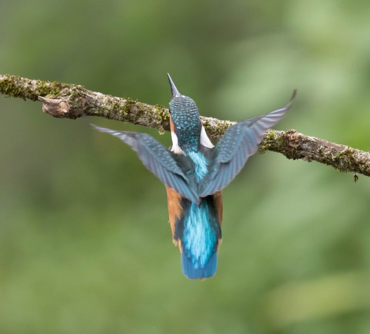 Brine Pit Wildlife Photography - Kingfisher Hide