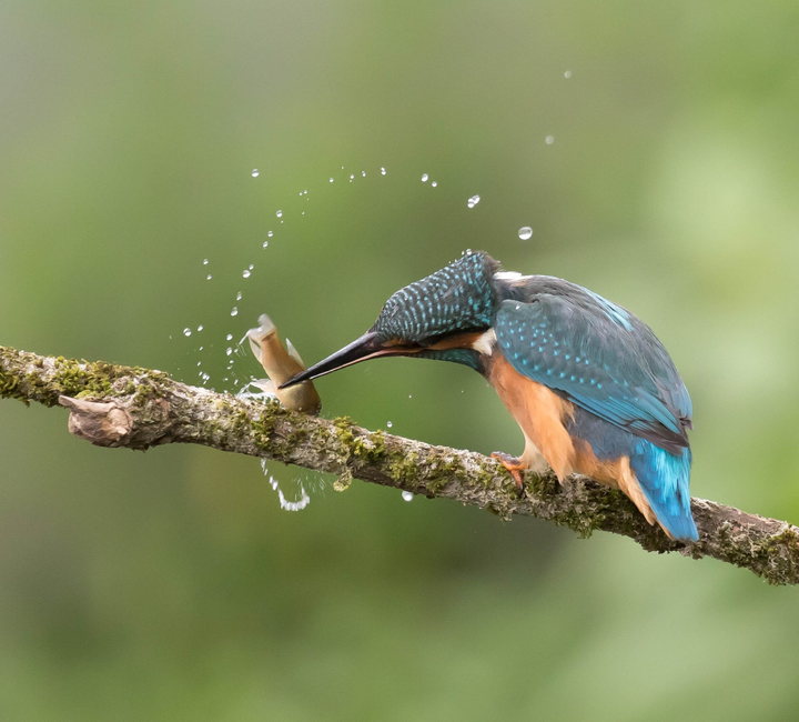 Brine Pit Wildlife Photography - Kingfisher Hide