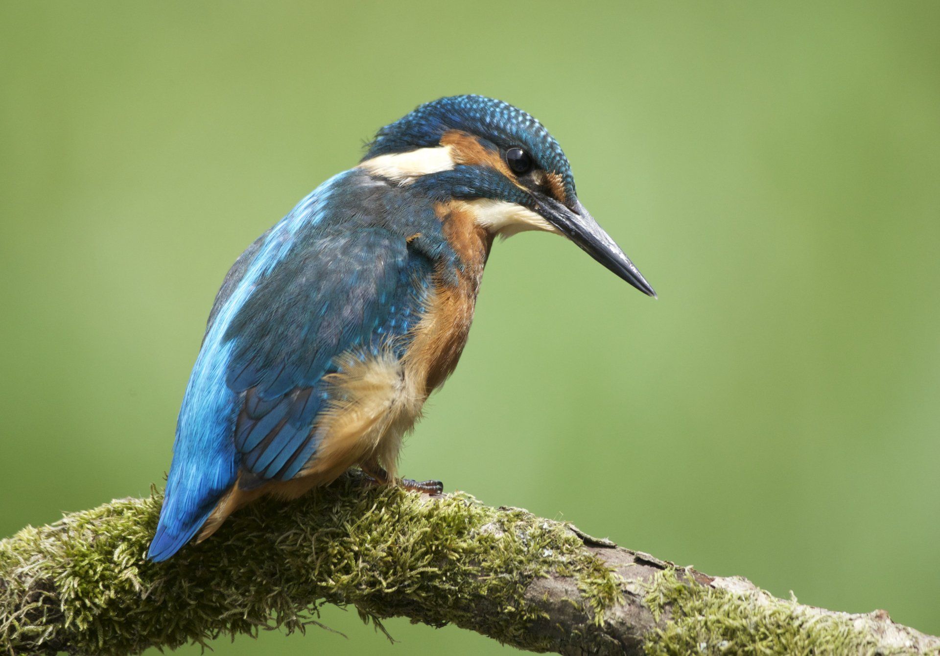 Brine Pit Wildlife Photography - Kingfisher and Kestrel hide for hire