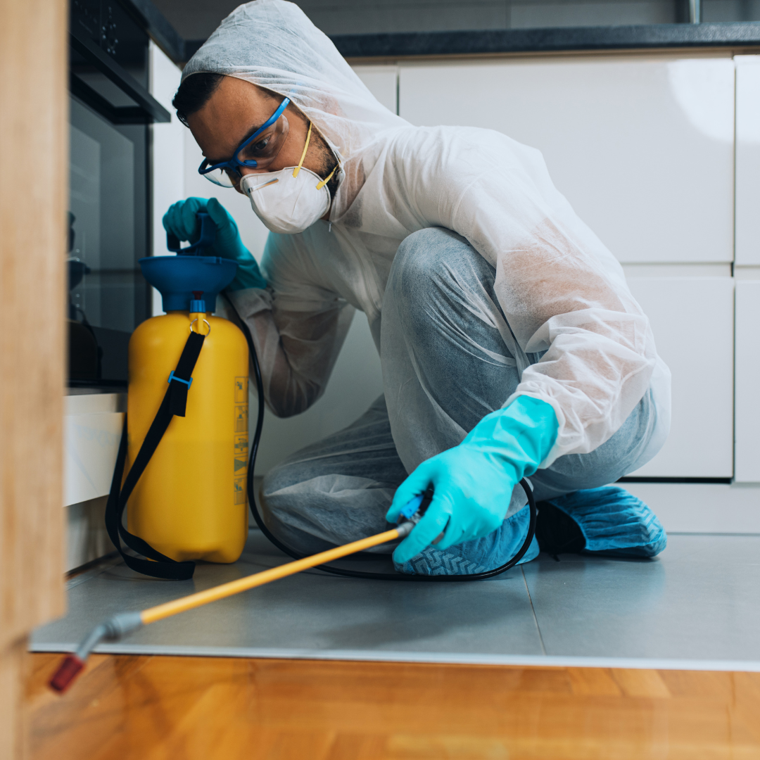 Pest Control Services | BML Remediation | QLD