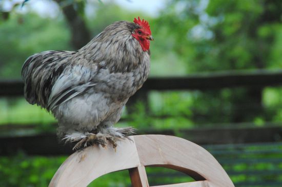 Monches Farm Photo Galleries