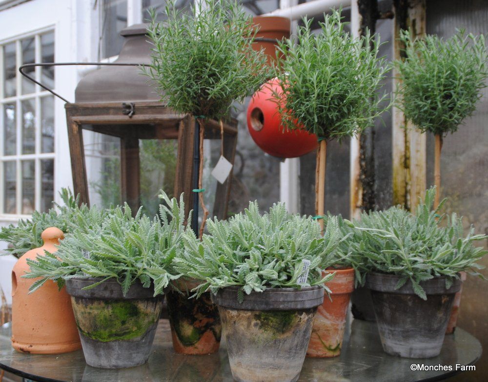 Monches Farm-Hardy Fieldgrown Perennials, Antiques, Dried Flowers, Gifts