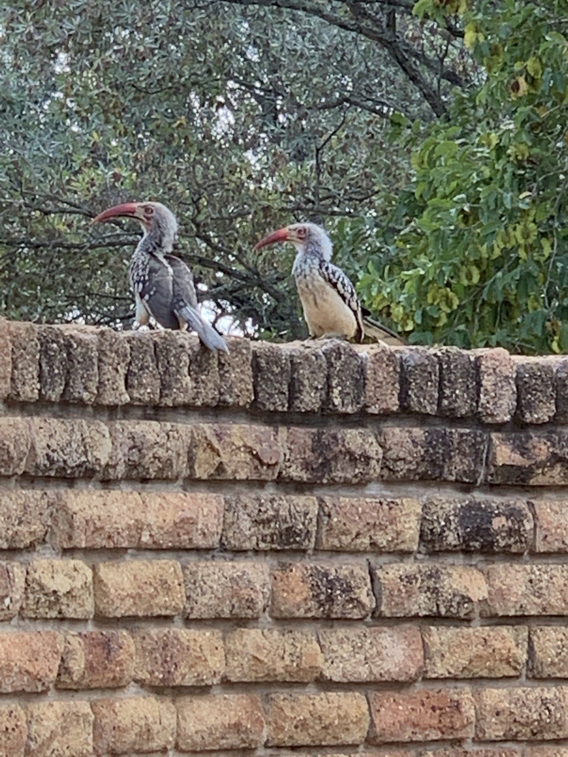 Rust de Winter safaris - Animal images