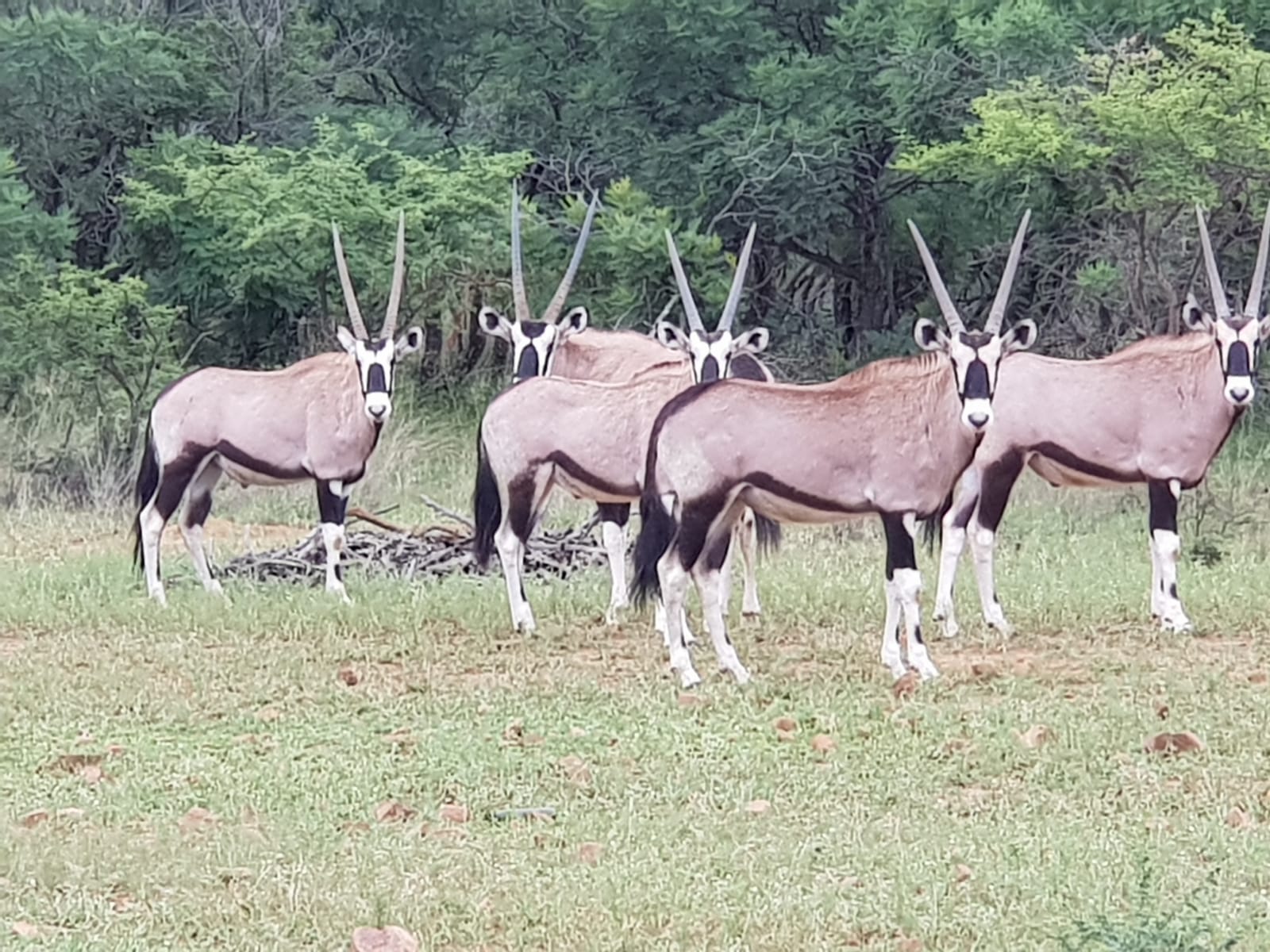 Rust de Winter safaris - Animal images