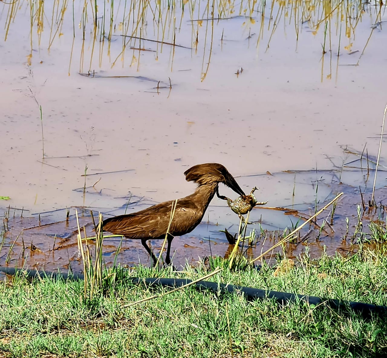 Rust de Winter safaris - Animal images