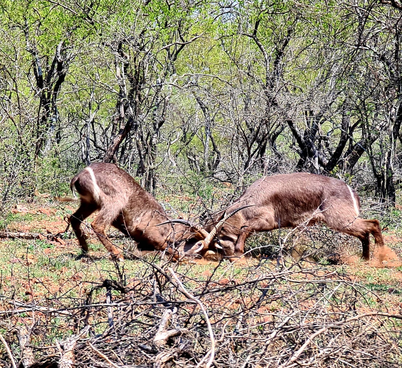Rust de Winter safaris - Animal images