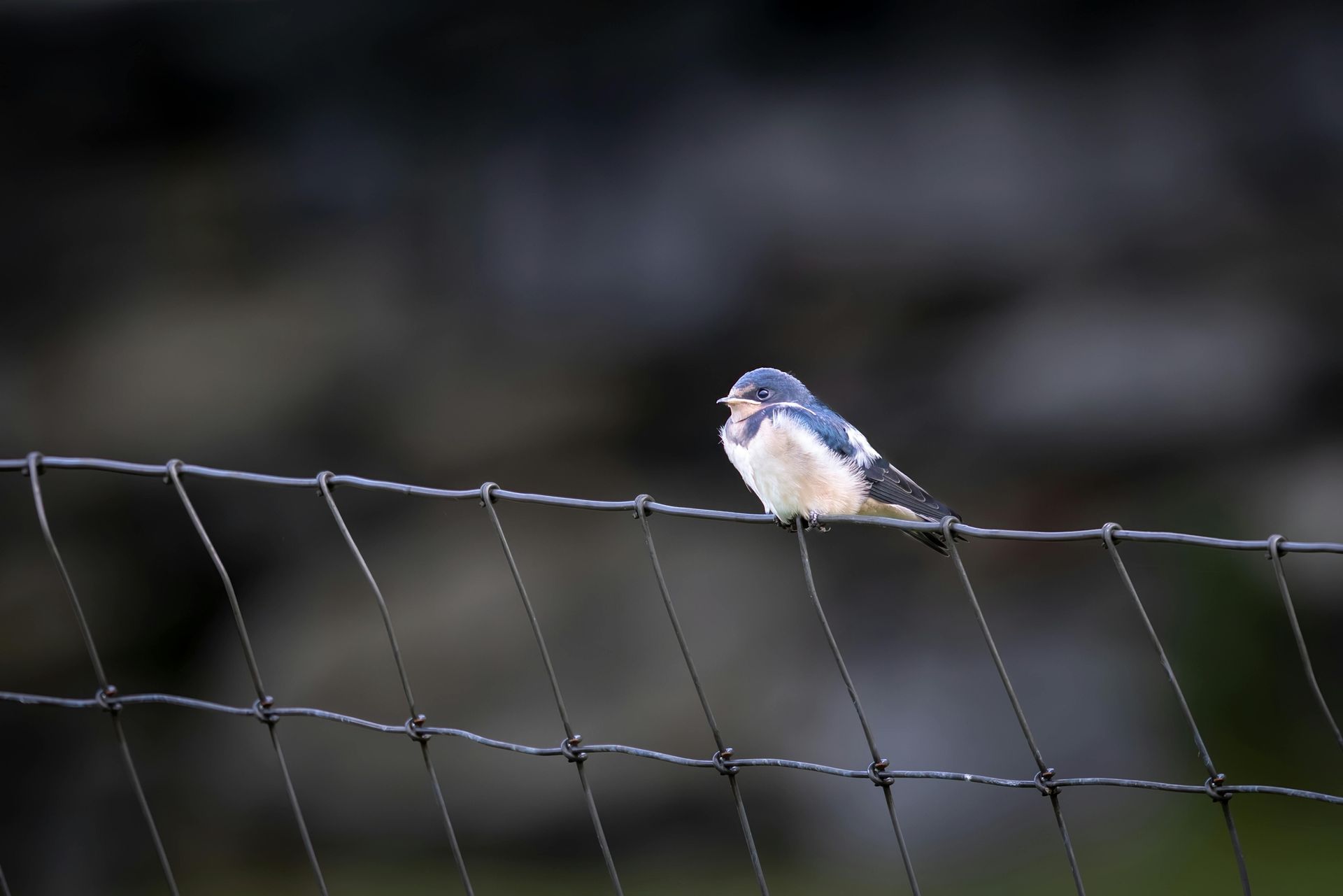 THE RISE OF HIGH FENCES IN SOUTH AFRICAN WILDLIFE MANAGEMENT