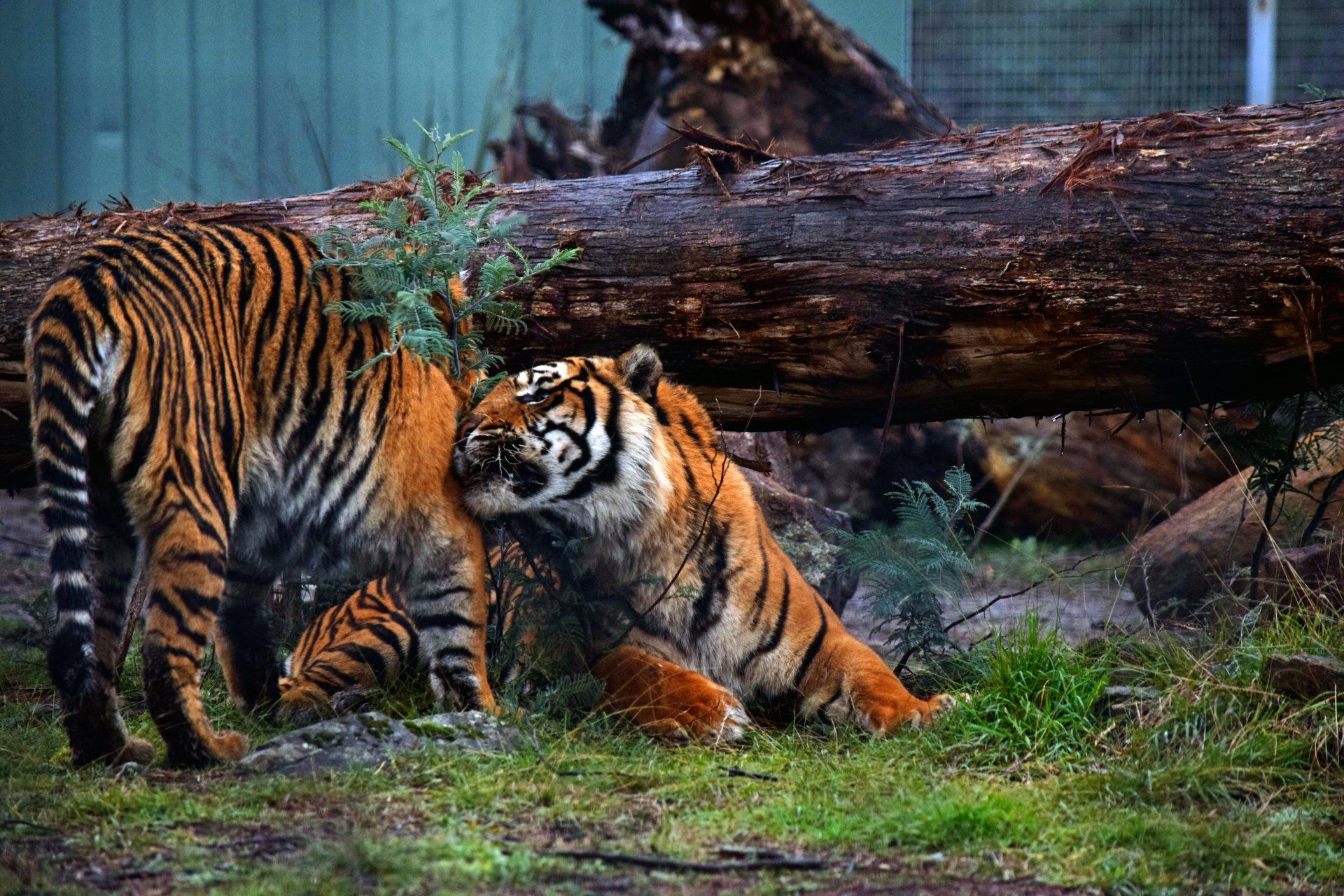 Tasmania Zoo - Riverside, TAS - Animals