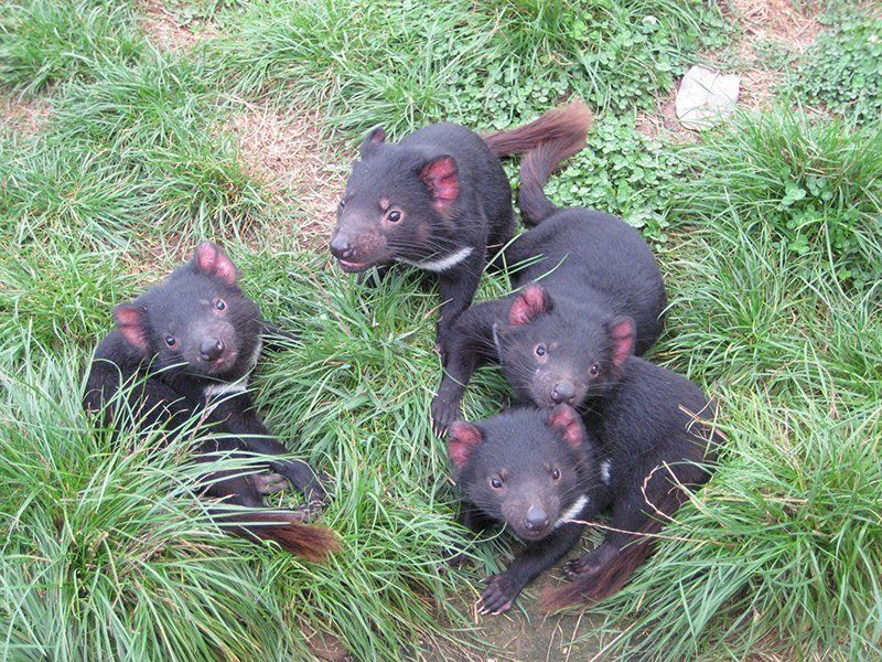 Tasmania Zoo - Riverside, TAS - Animals