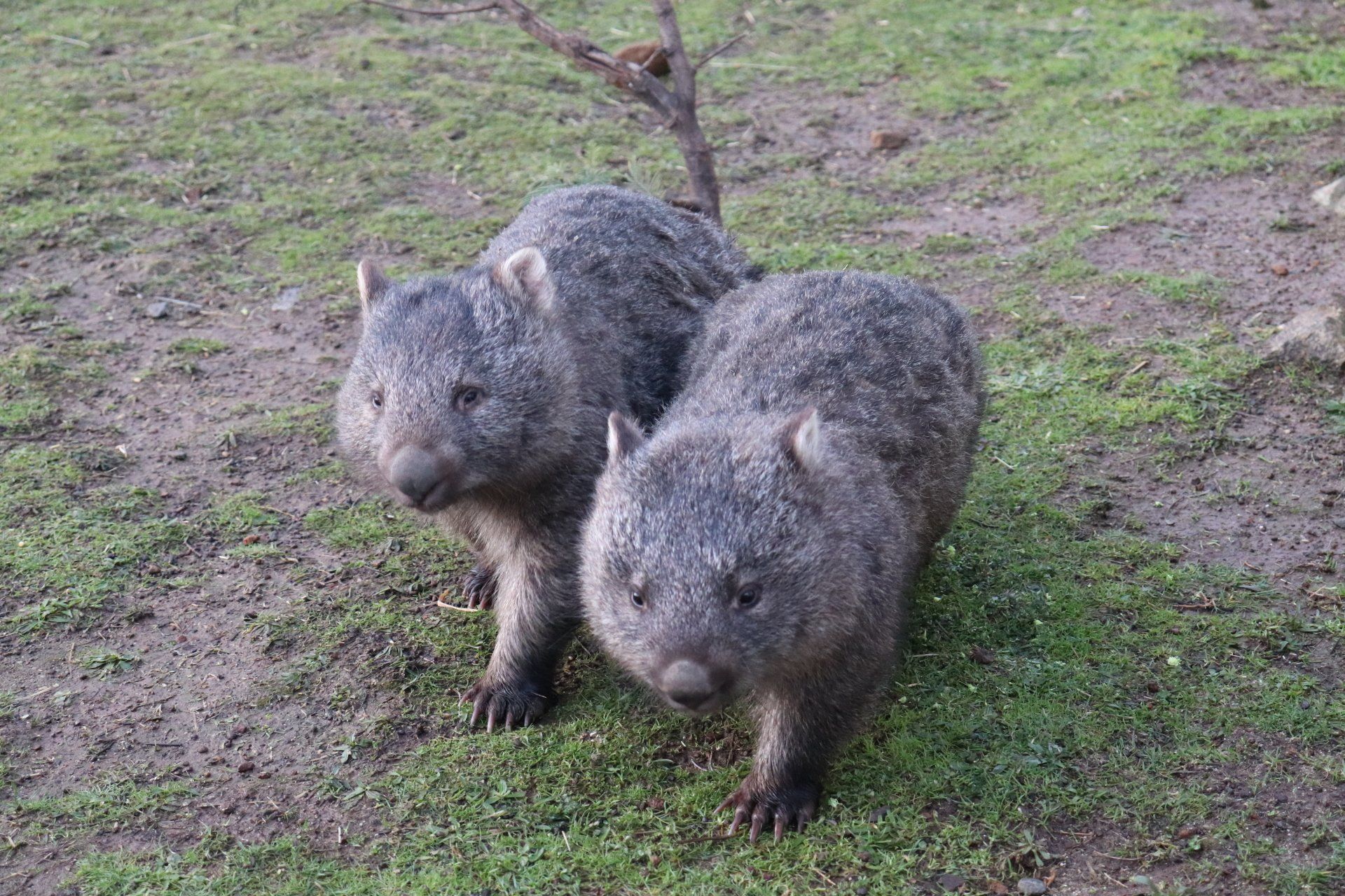 Tasmania Zoo - Riverside, TAS - Animals