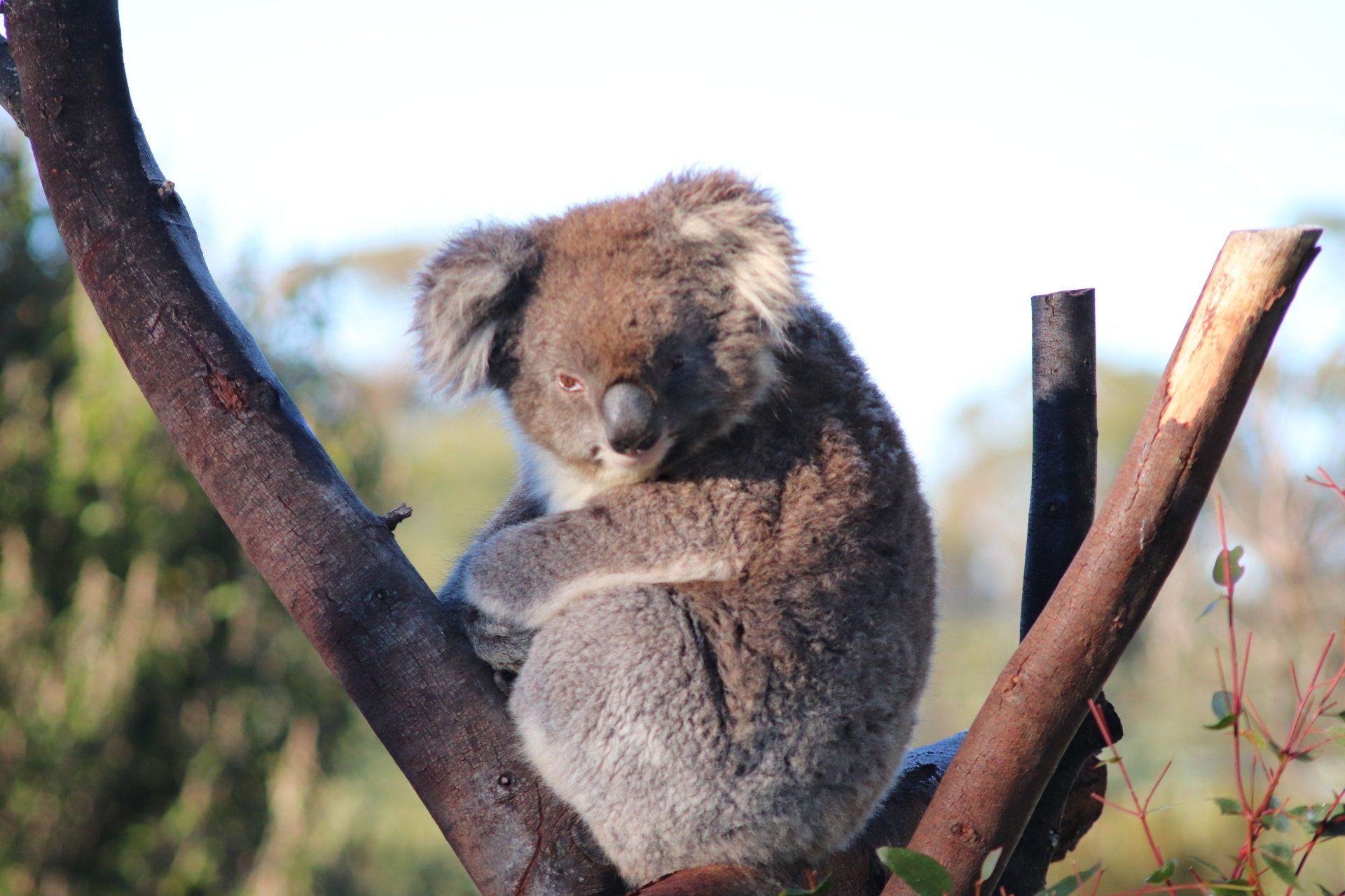 Tasmania Zoo - Riverside, TAS - Animals