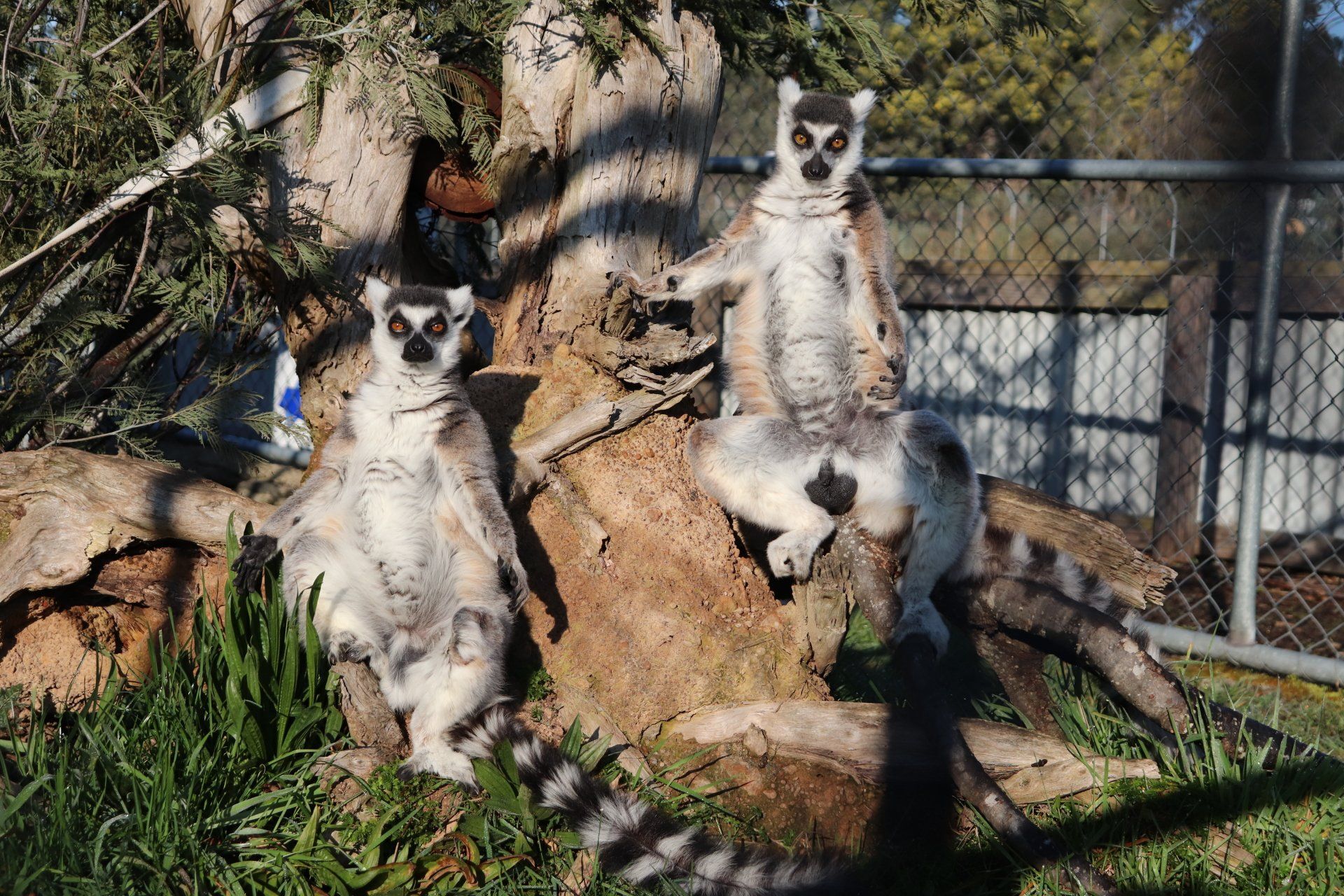 Tasmania Zoo - Riverside, TAS - Animals