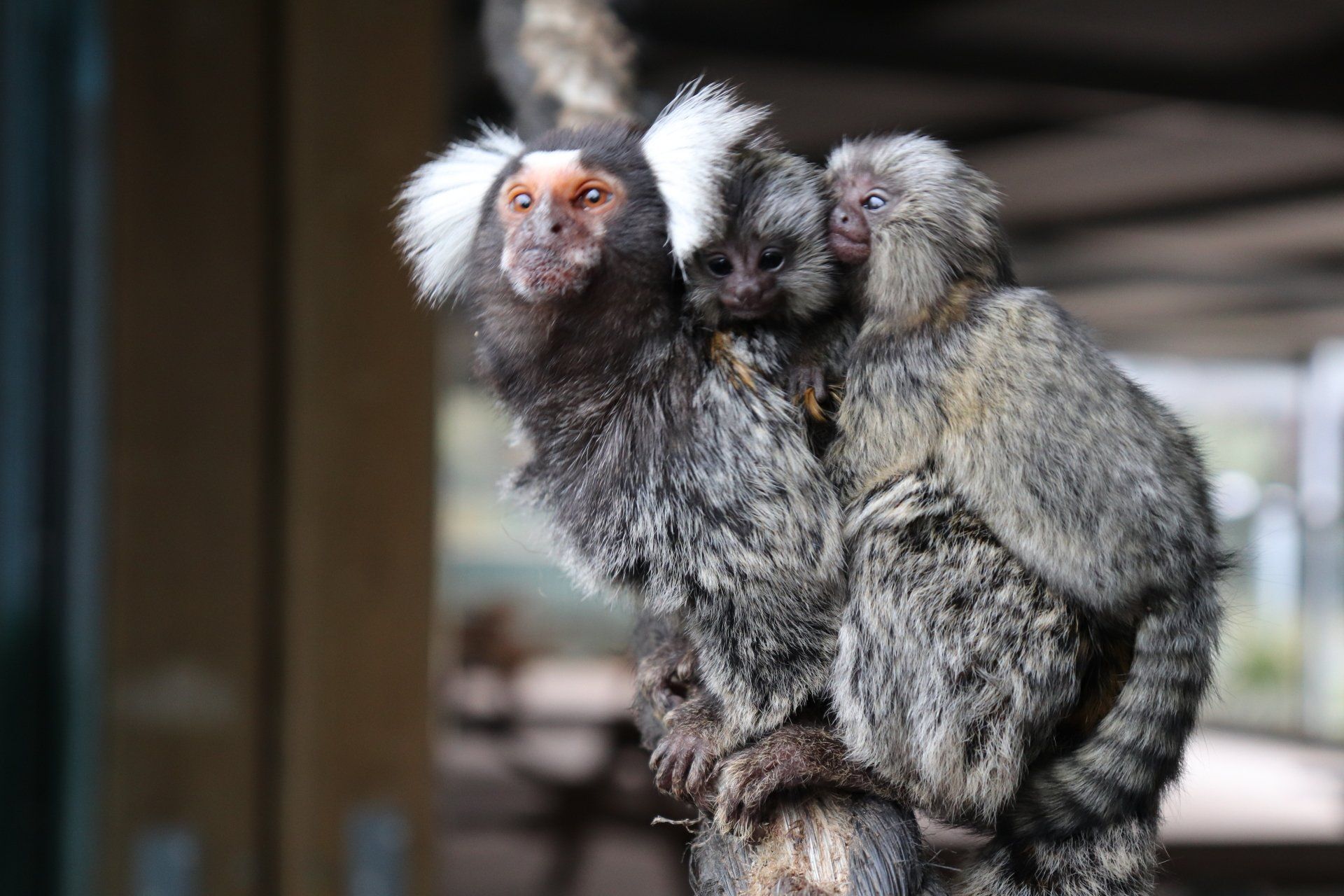 Tasmania Zoo - Riverside, TAS - Animals