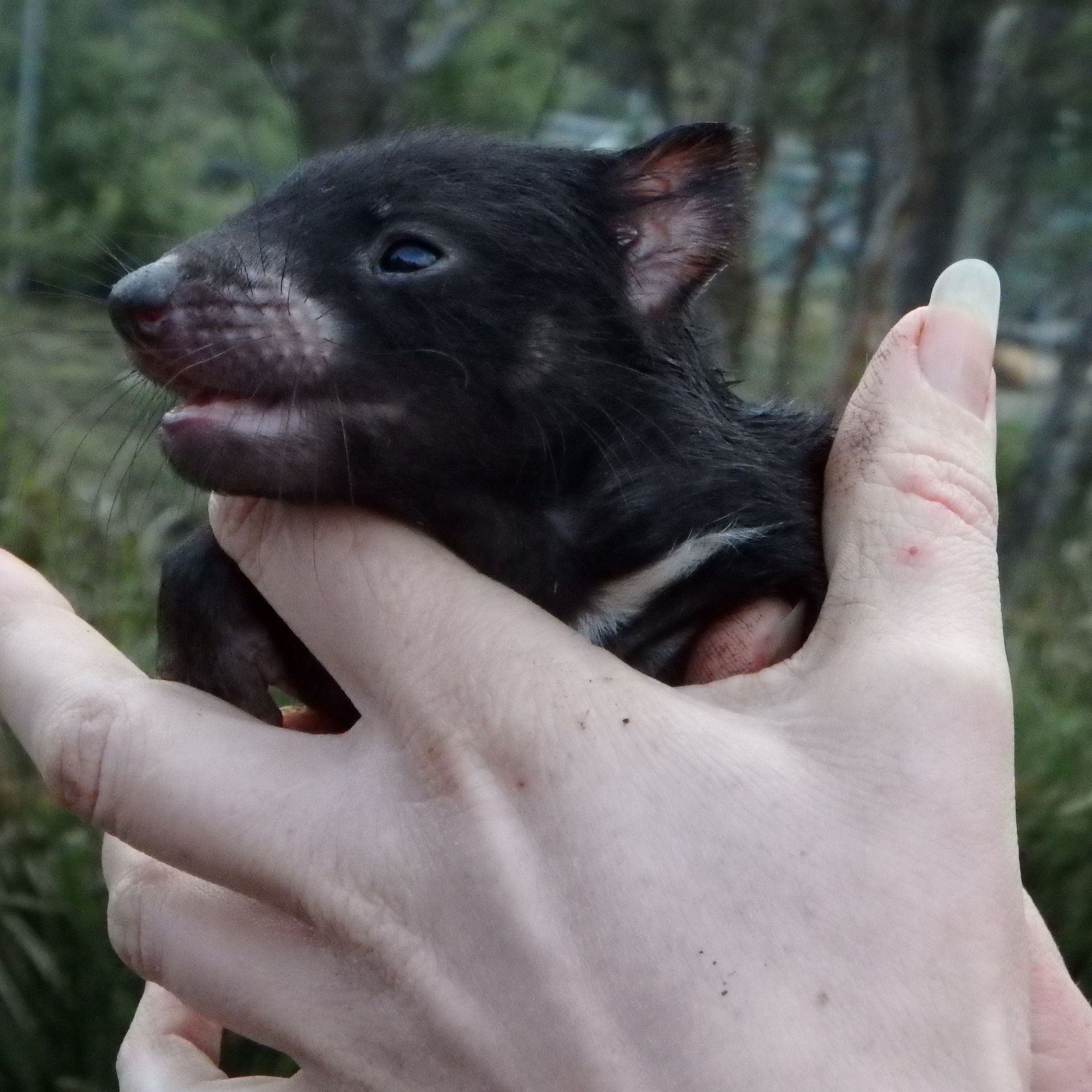 Tasmania Zoo - Riverside, TAS - Animals