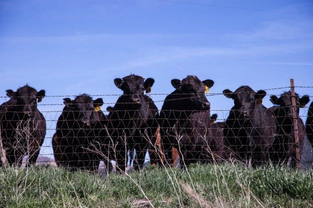 THREE DAY SICKNESS IN CATTLE