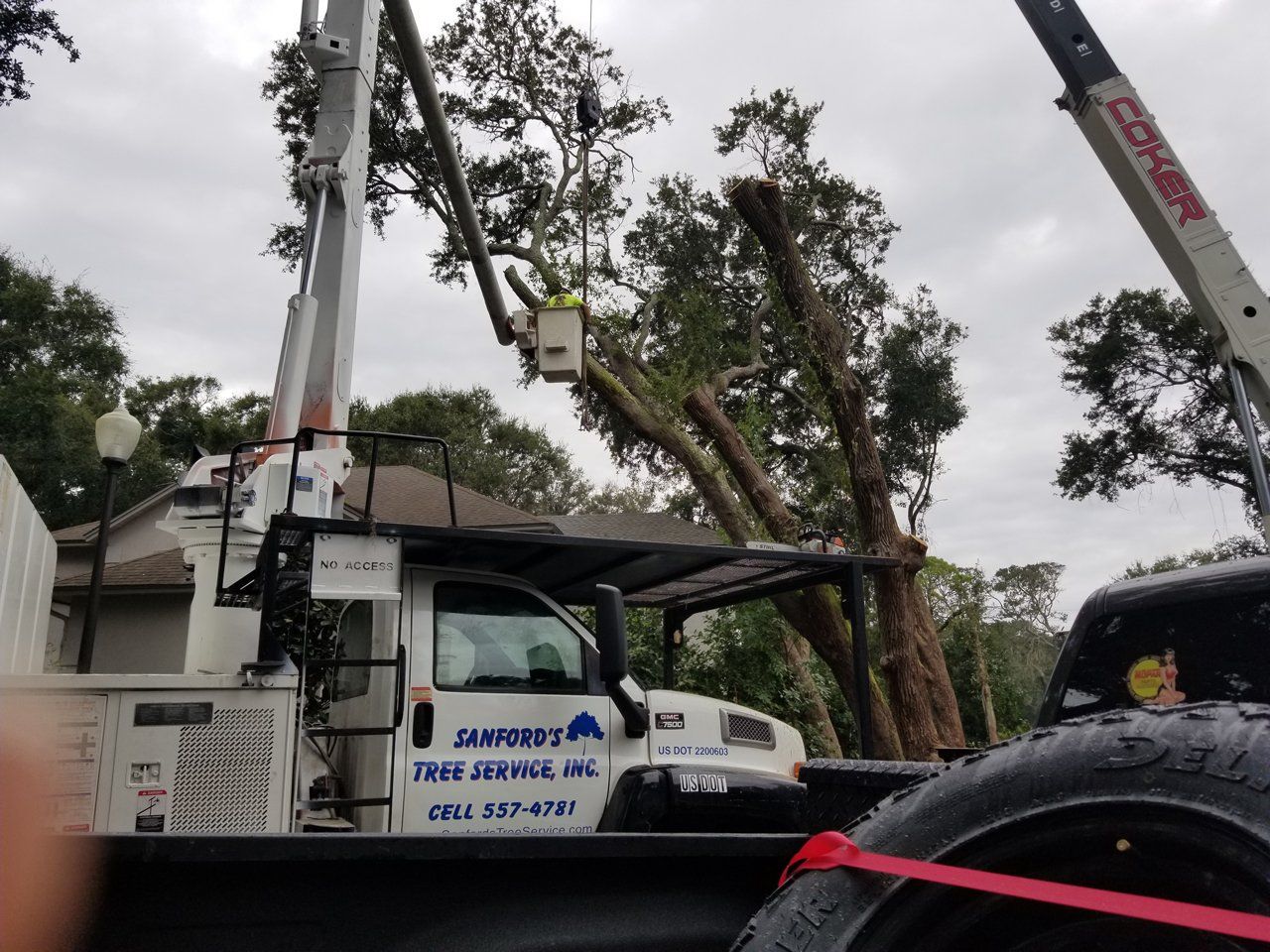 Stump Removal | Jacksonville, FL & Fernandina Beach, FL | Sanford’s ...