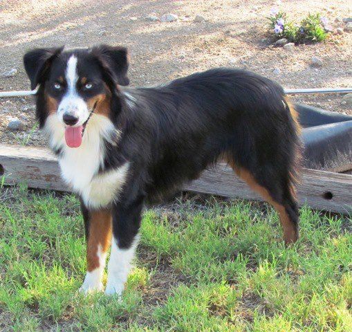 Home | J & L Nebraska Dog