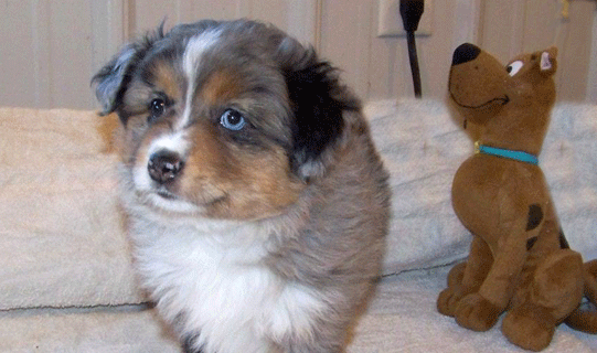 Home | J & L Nebraska Dog