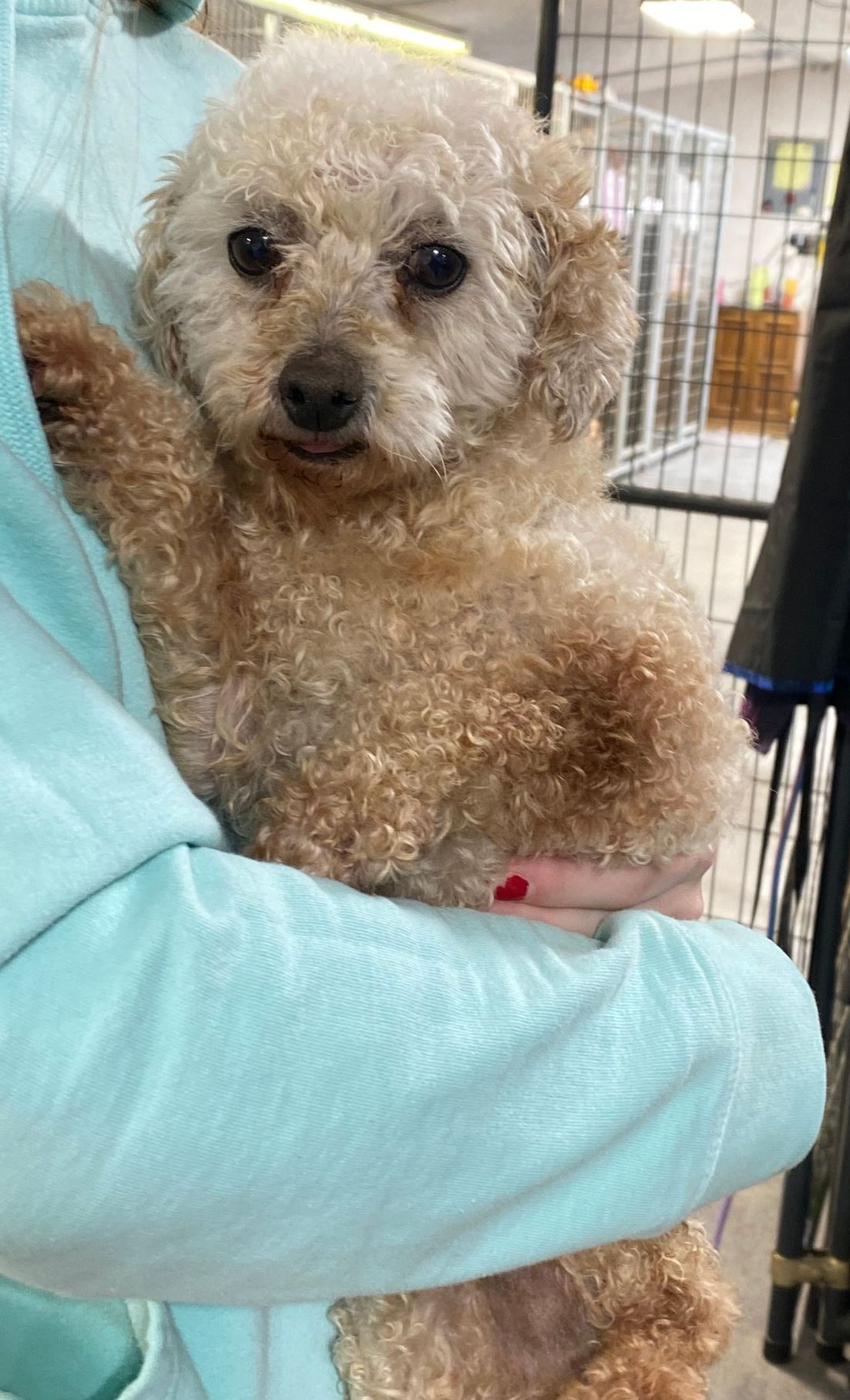 SIres | J & L Nebraska Dog