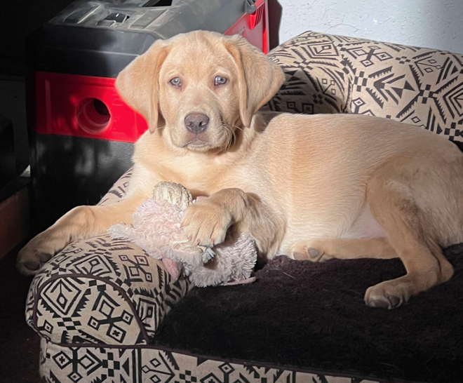 Puppy Gallery- View Previous Puppies from JBK Nebraska Dog