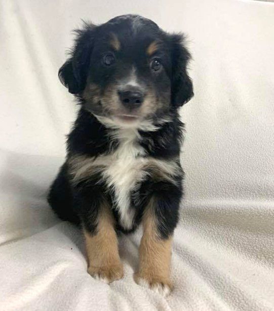 Puppies | J & L Nebraska Dog