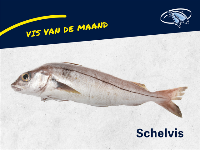 Schelvis