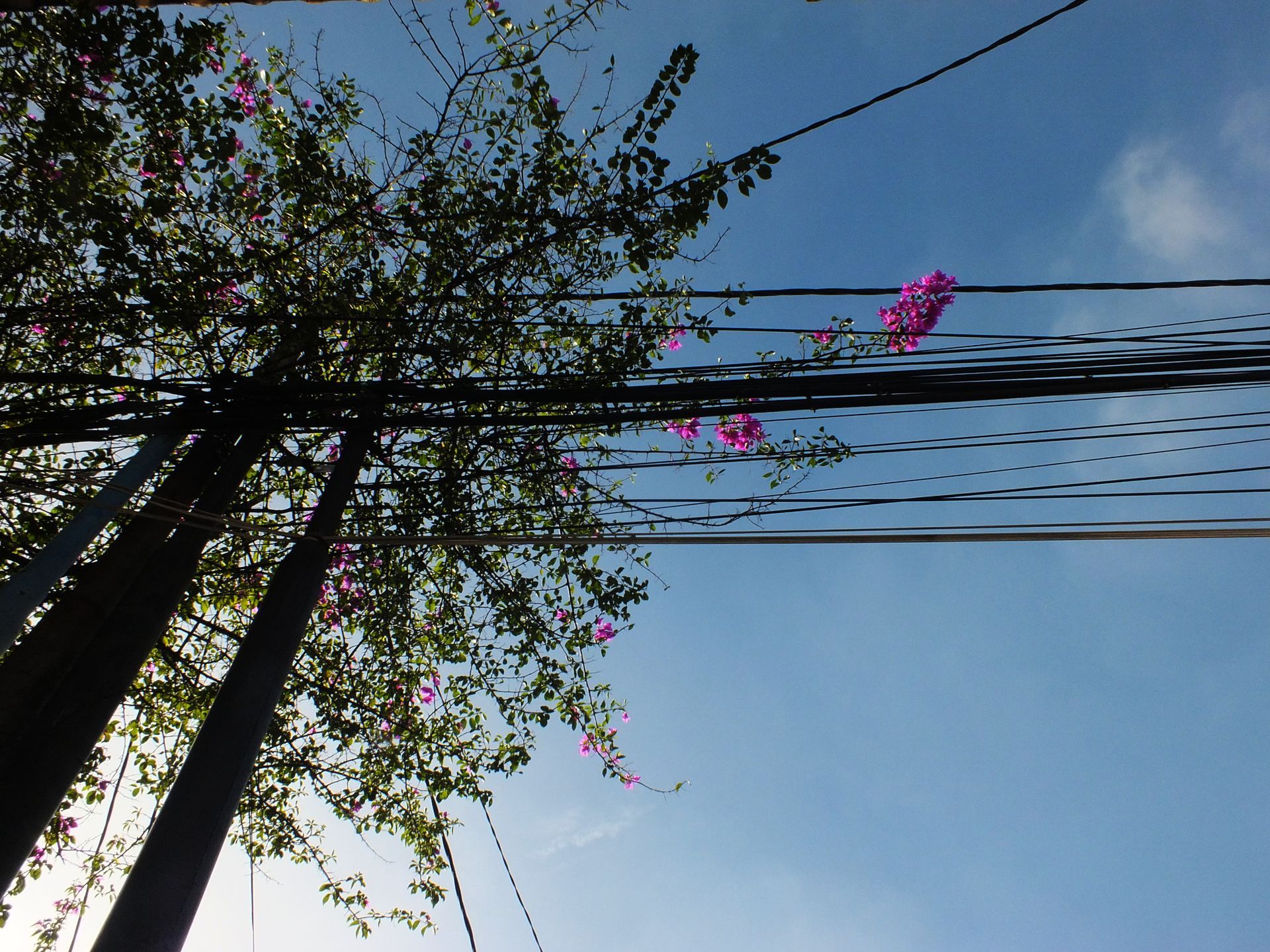 Tree Trimming Near Power Lines: Rules & Safety in CT