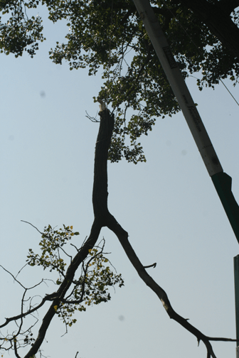 Tree Trimming & Pruning Services | Trees R Us