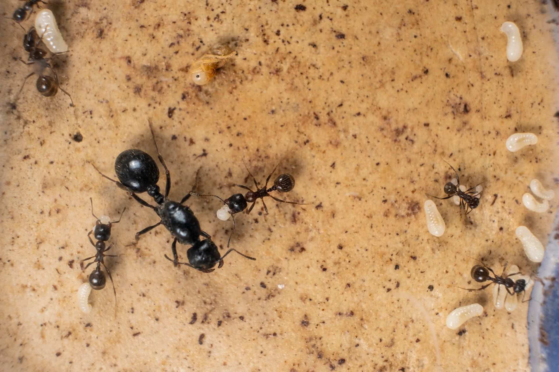 Steps Involved in Our Highly Effective Ant Treatment Process